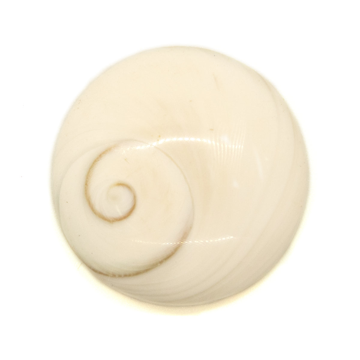 Operculum Shell – Mighty Pebble Rebel