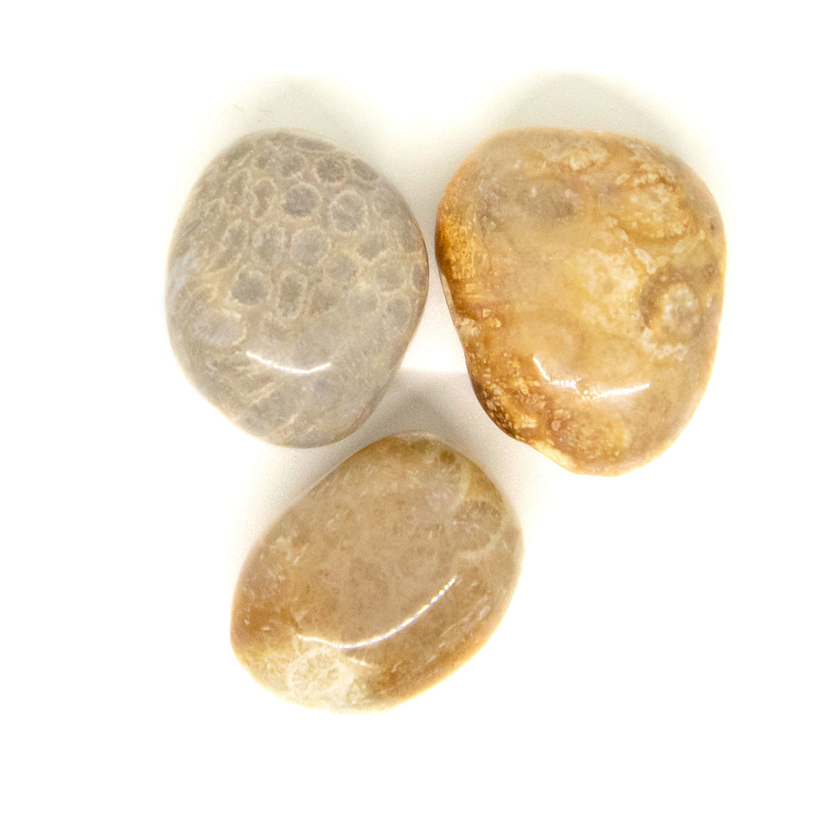 Agatized Fossil Coral Tumbled Chakra Stone – Mighty Pebble Rebel